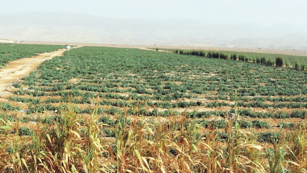 “وادي عربة”.. فرص وإمكانات كامنة تنتظر الاستغلال – وكالة عجلون الإخبارية